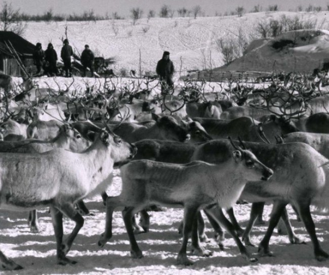 Historia - MSD Finland